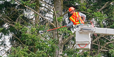 Tree Trimming May Become Even Riskier in ‘Extreme’ Times - Concentra